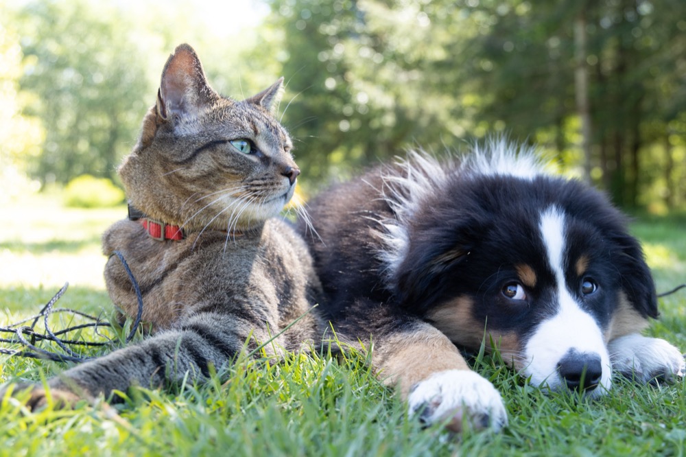 Moment Cat Rescued From Unethical Breeder Opens Up To Foster Kitten Is ...