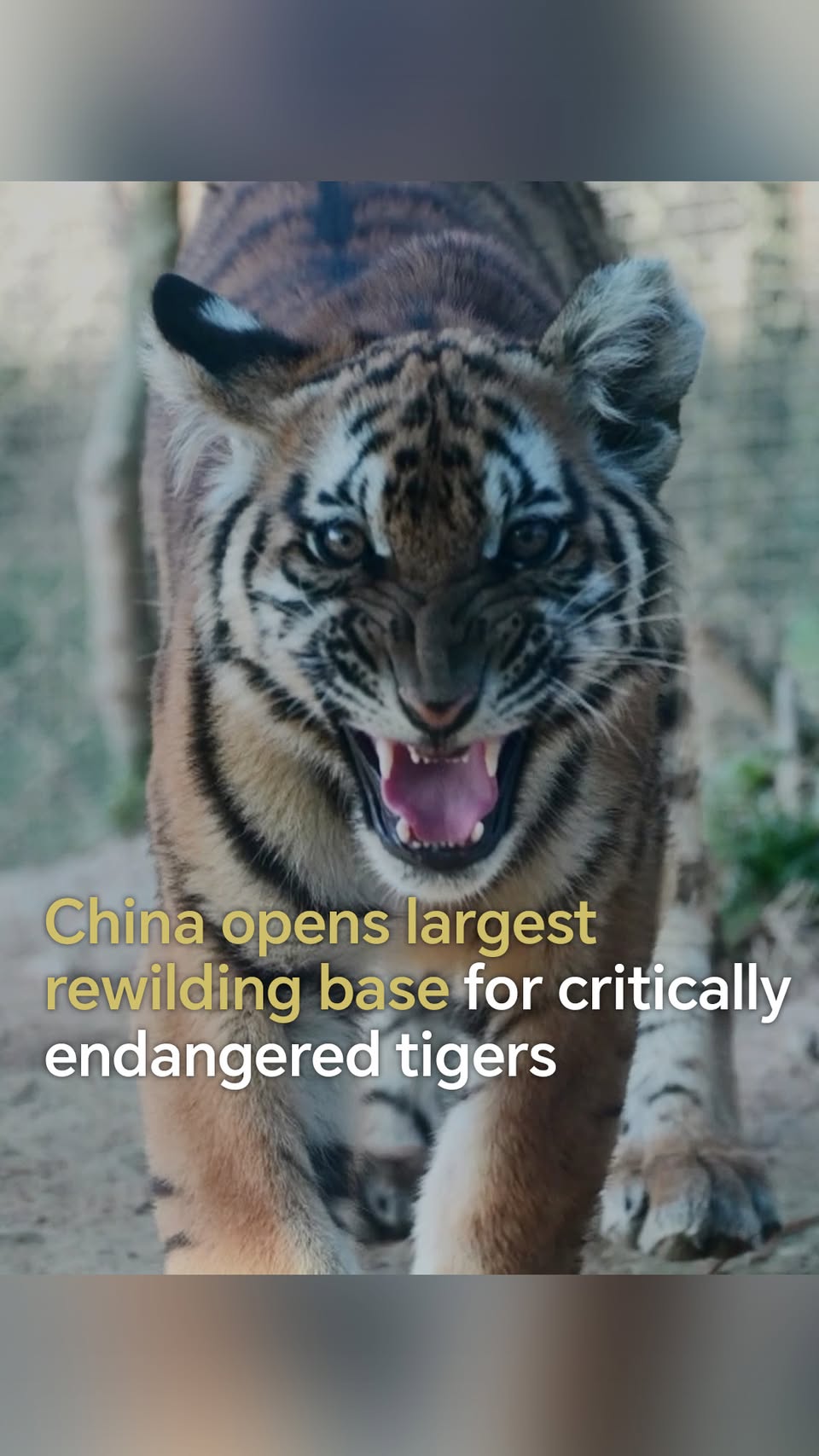 China opens largest rewilding base for critically endangered tigers