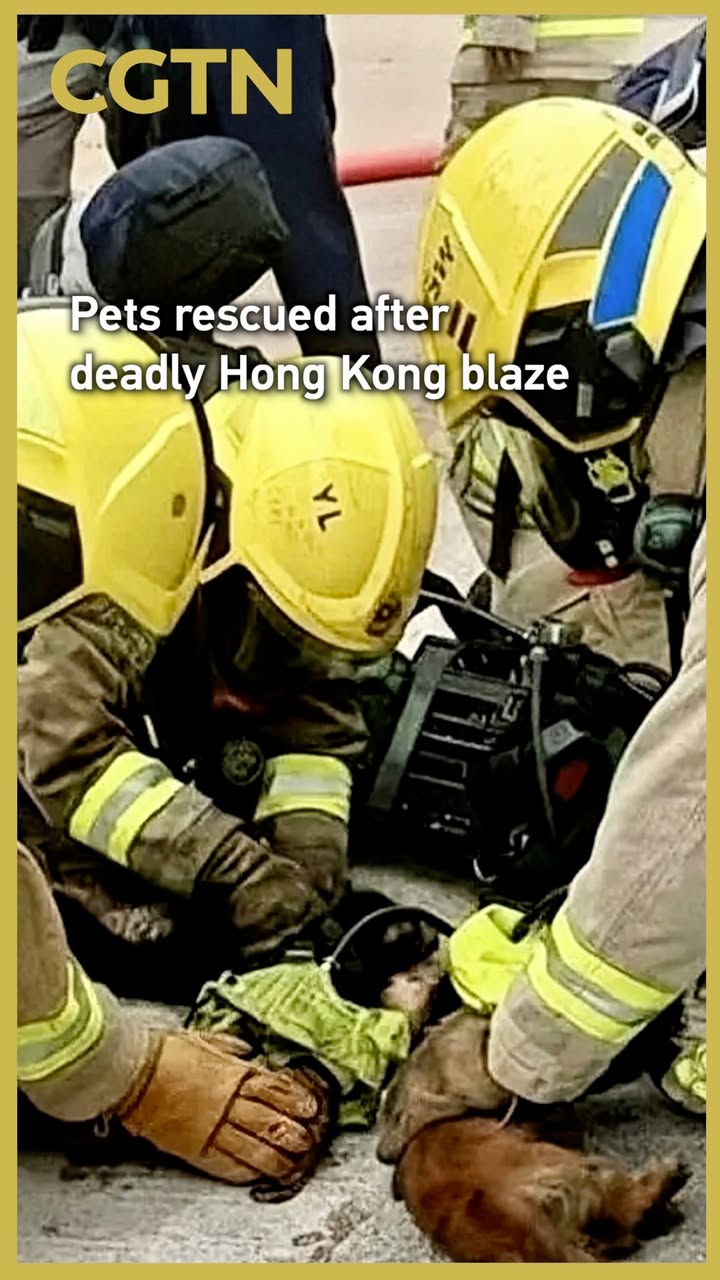 Pets rescued after deadly Hong Kong blaze