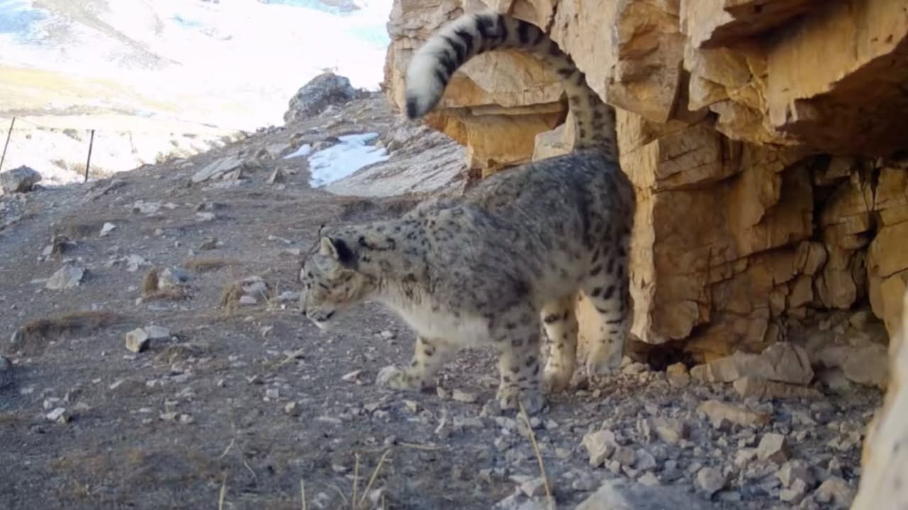 Delingha in northwest China's Qinghai Province is now home to 302 ...