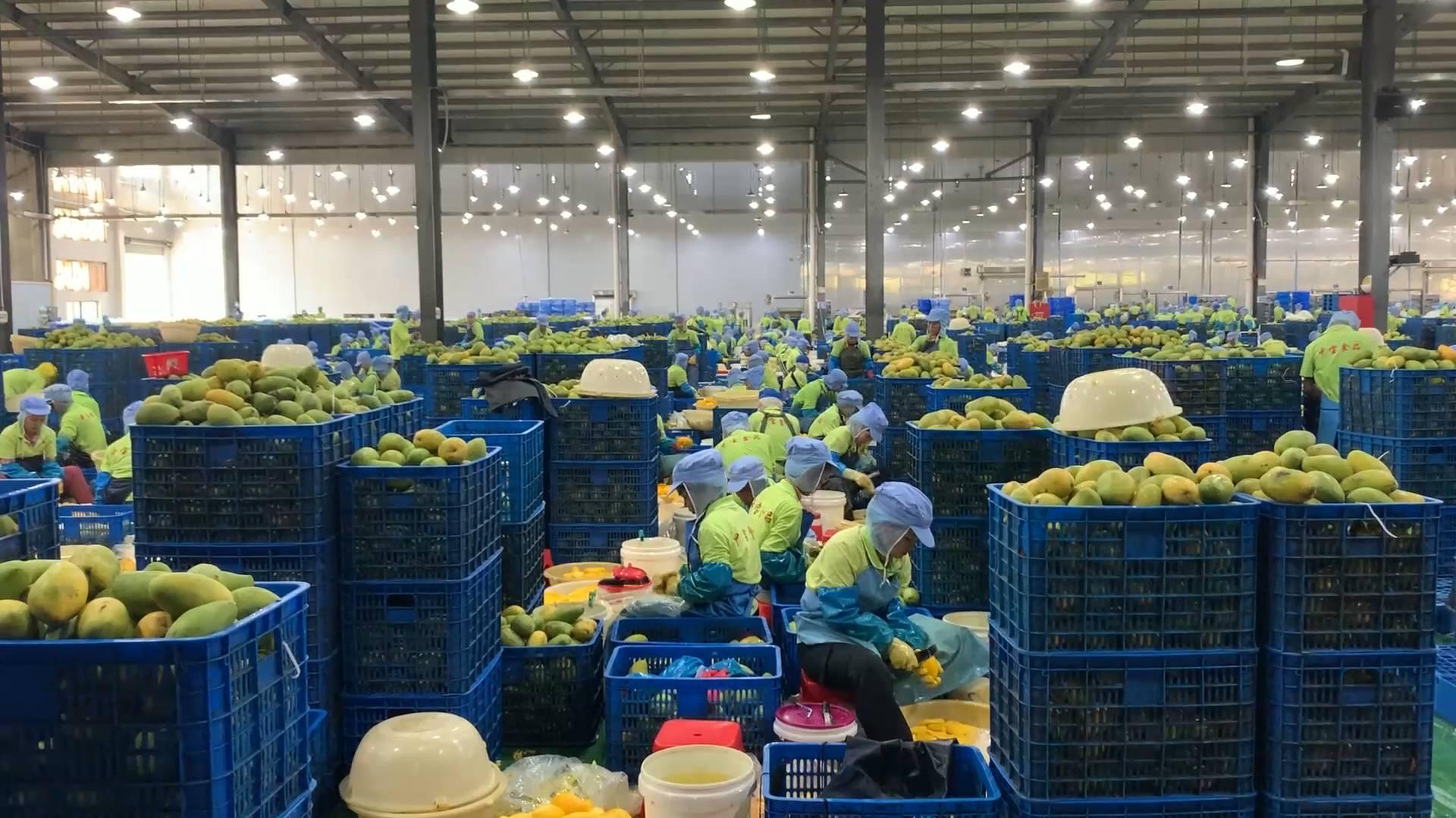 GLOBALink | Chinese-invested mango processing factory improves ...