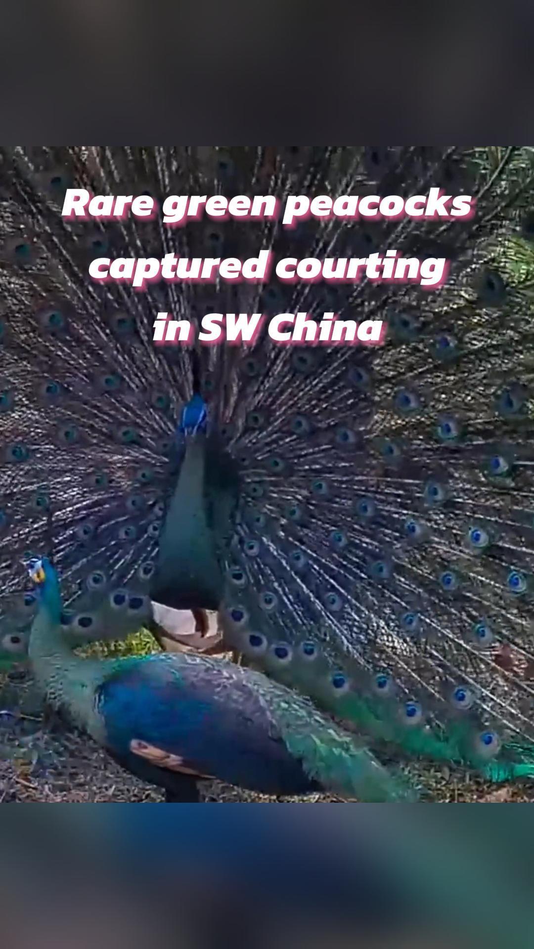 Rare green peacocks captured courting in SW China