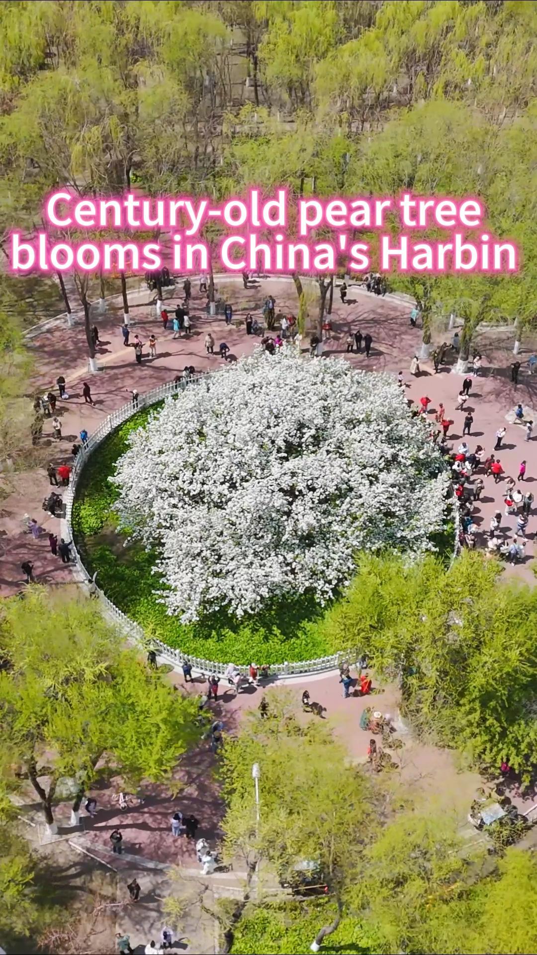 Century-old pear tree blooms in China's Harbin
