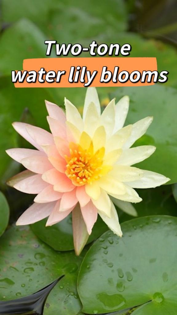 Rare two-tone water lily blooms in Guangzhou, China