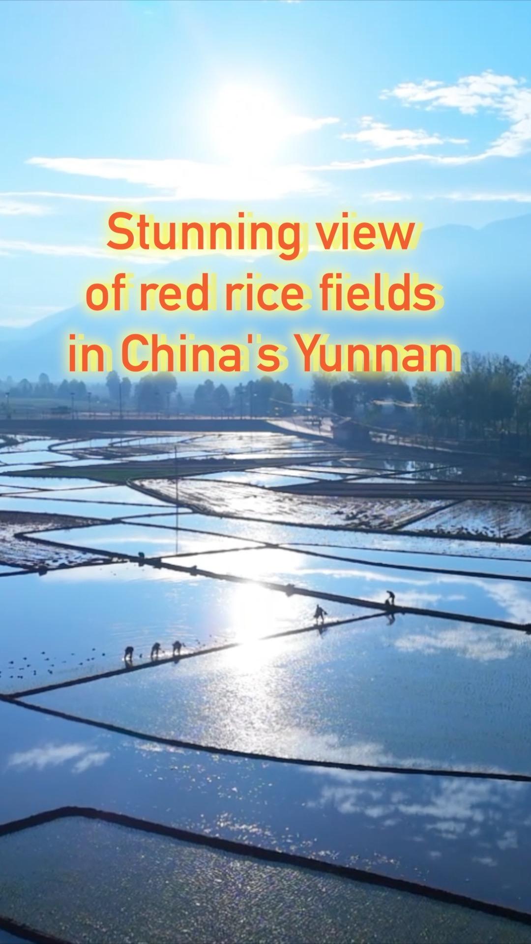 Stunning view of red rice fields in China's Yunnan