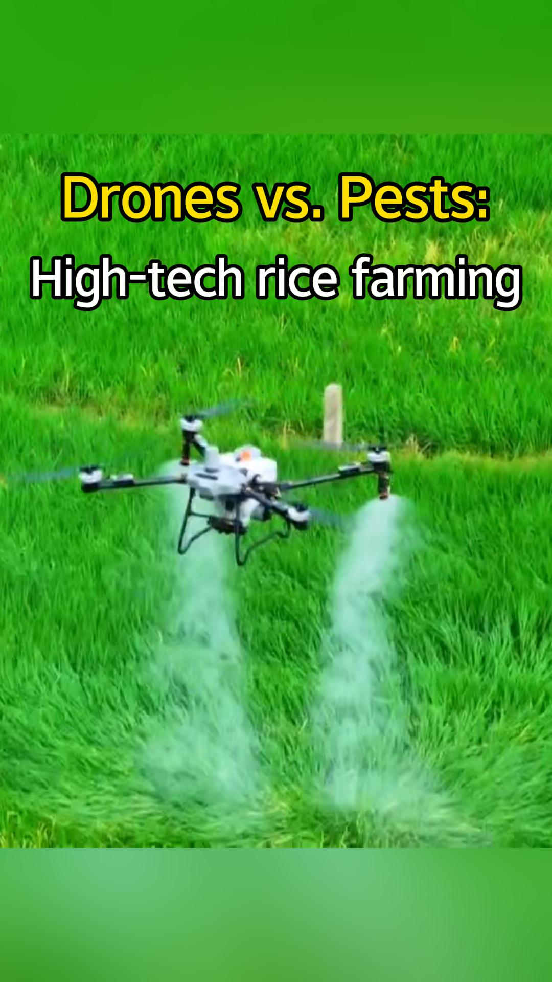 Drones vs. Pests: High-tech rice farming in China