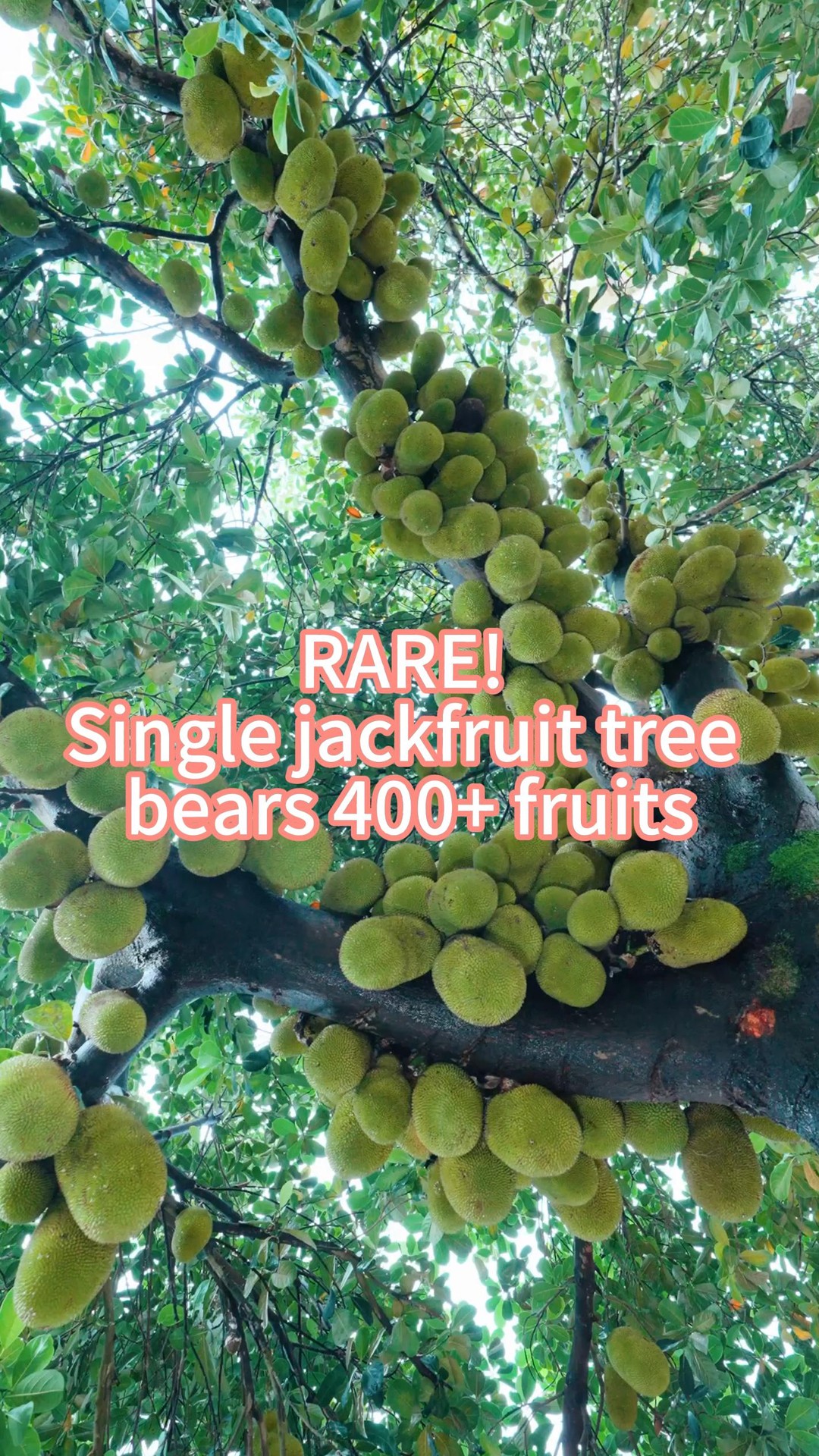 Overworked jackfruit tree bears 400+ fruits in China