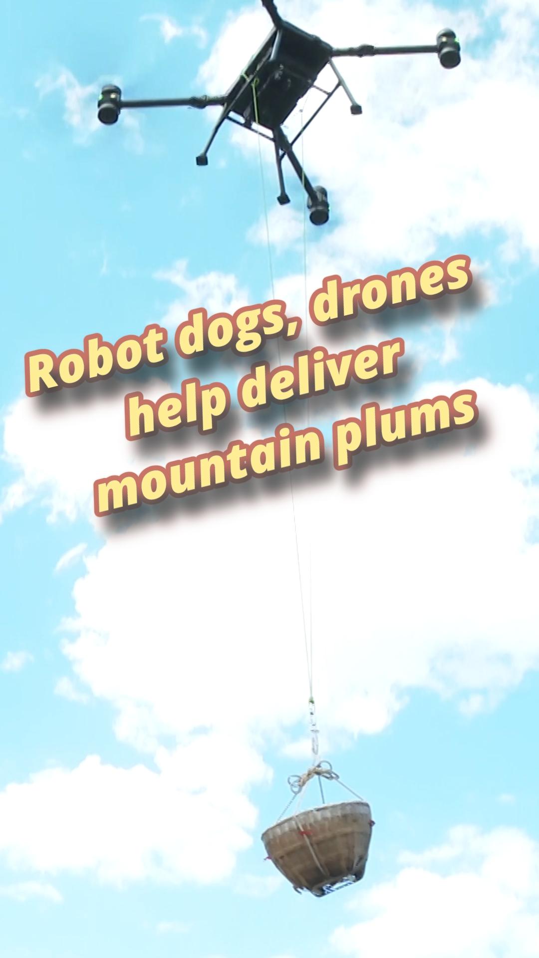 Robot dogs, drones help deliver mountain plums