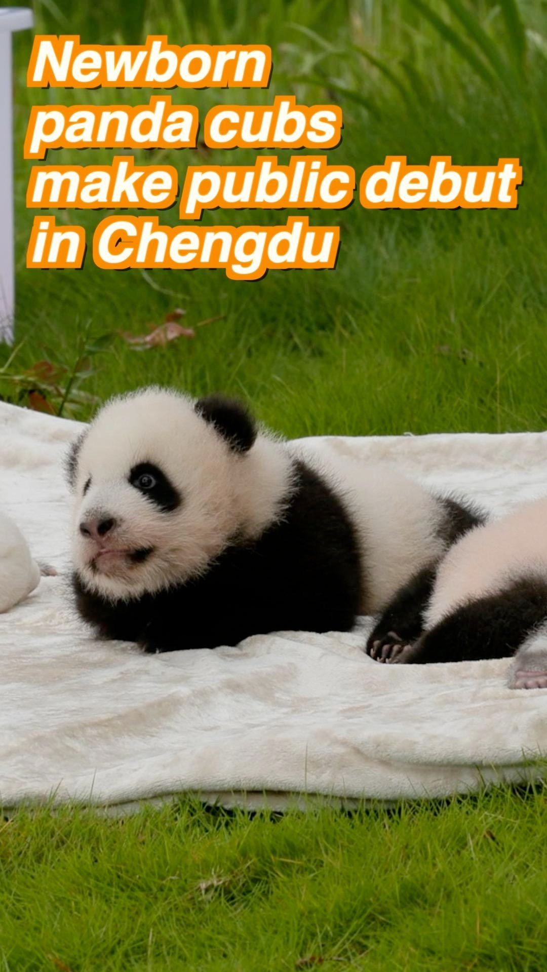 Newborn panda cubs make public debut in Chengdu, China