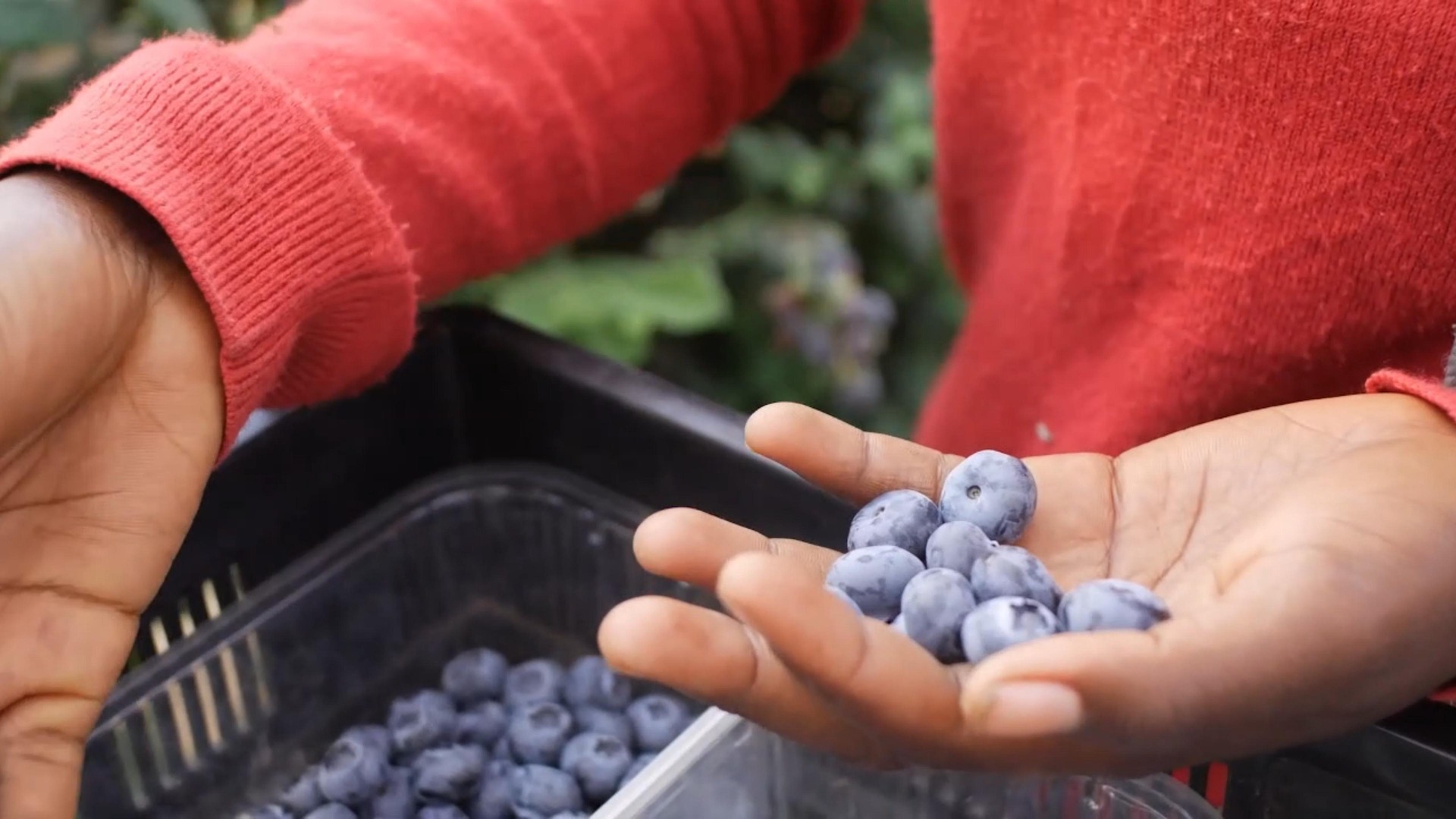 GLOBALink | Zimbabwean blueberry farmers set sights on China's ...