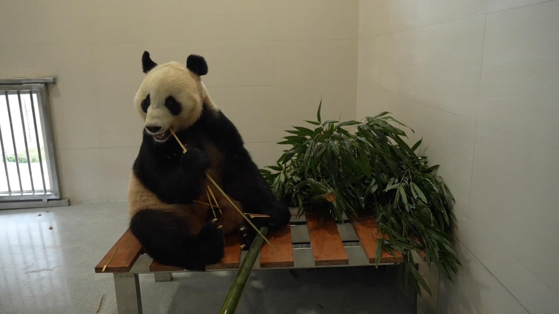 GLOBALink | China launches new giant panda base, expanding conservation ...