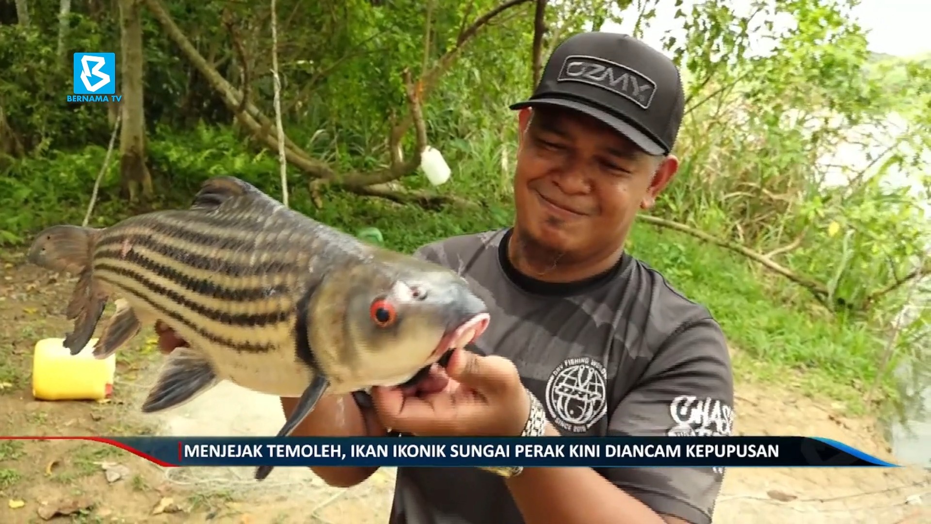 Menjejak temoleh, ikan ikonik Sungai Perak kini diancam kepupusan