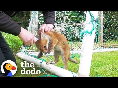 Baby Fox Stuck In Football Net Gets Rescued At Just The Right Time ...