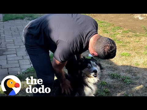 Husky Who Spent His Whole Life Alone In A Yard Gets Rescued | The Dodo