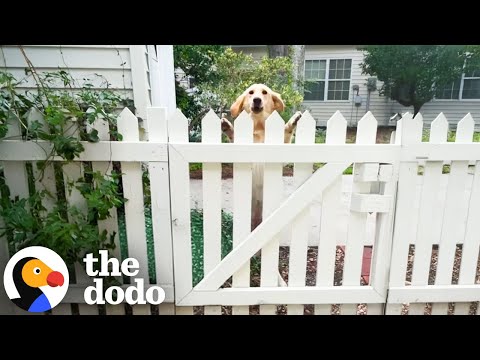 Dog Falls In Love With New Neighbor S Puppy The Dodo