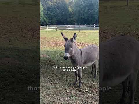 Rescue Pit Bull Finds Unlikely Best Friend in a Donkey | The Dodo