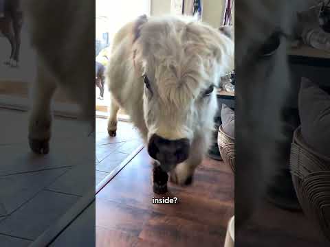 Is He A Cow or A Dog?? | The Dodo