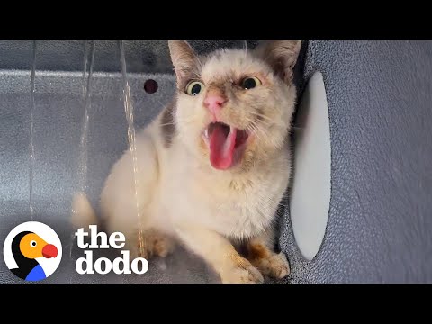 Winning Over The Most "Vicious" Feral Cat In The World | The Dodo