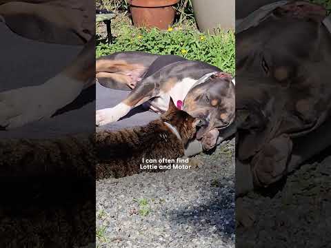 Magical Pittie Sends Cat BFF A New Friend From Heaven | The Dodo