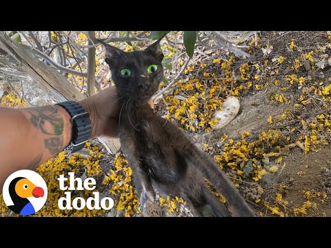 “Rotting” Three Legged Cat Has The Most Inspiring Glow-Up | The Dodo