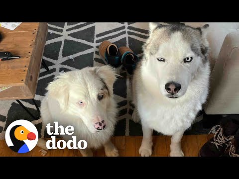 Opinionated Husky Lets His Parents Know His Likes and Dislikes | The Dodo