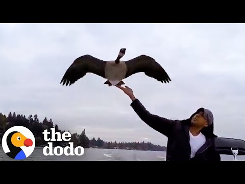 Guy Raises Abandoned Baby Goose And Teaches Her To Fly | The Dodo