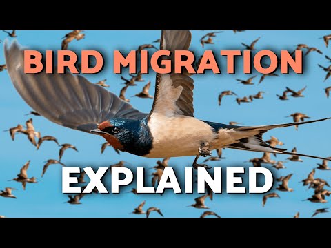 Why Do Birds Migrate? | Examples of MIGRATORY BIRDS