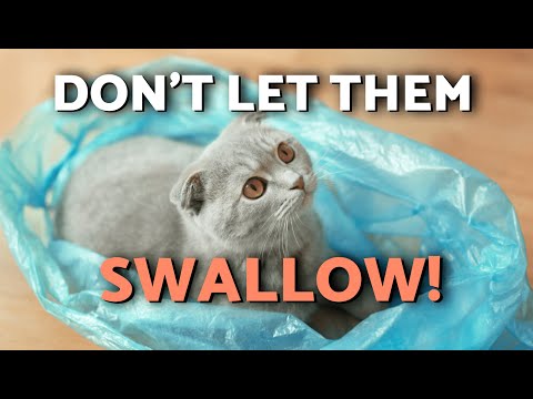 Why is My Cat Eating PLASTIC? (8 Causes and What to Do)