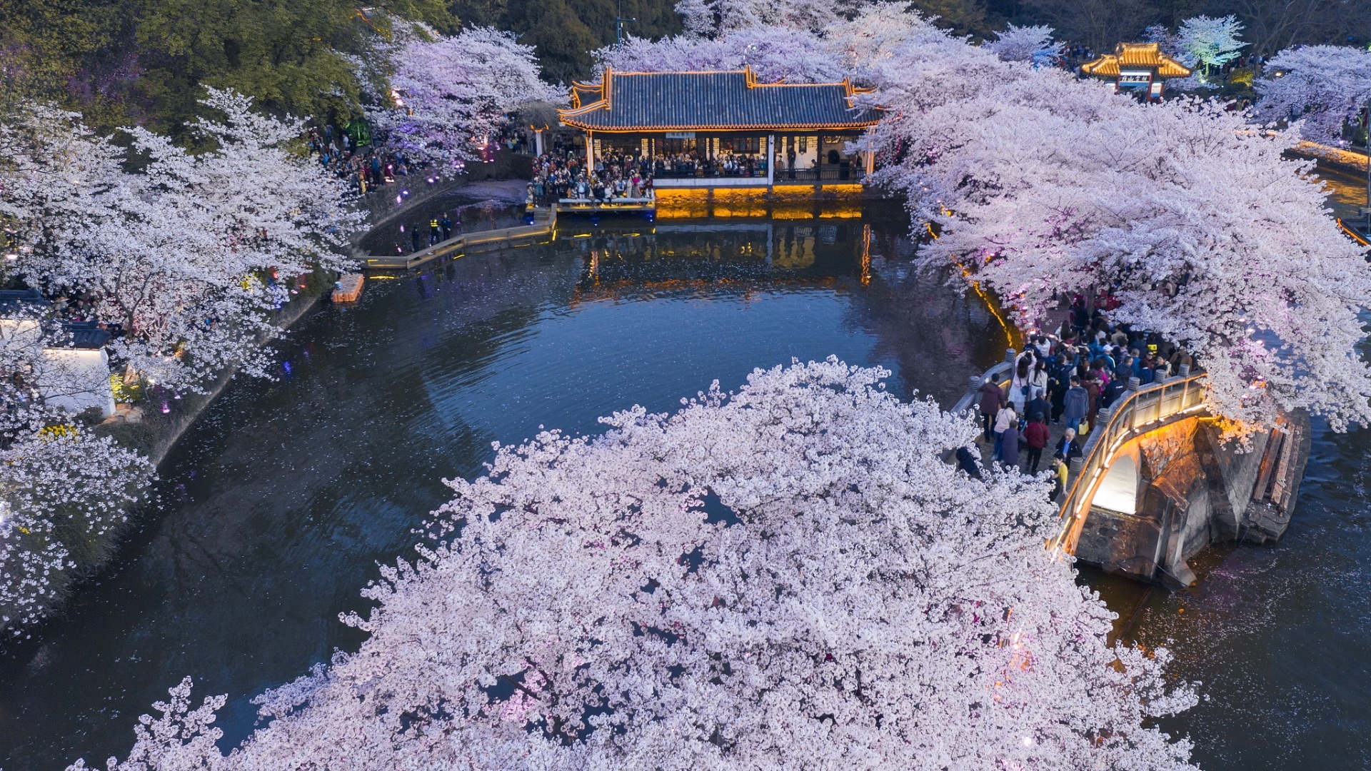 Cherry blossoms in Yuantouzhu Scenic Area in China's Wuxi