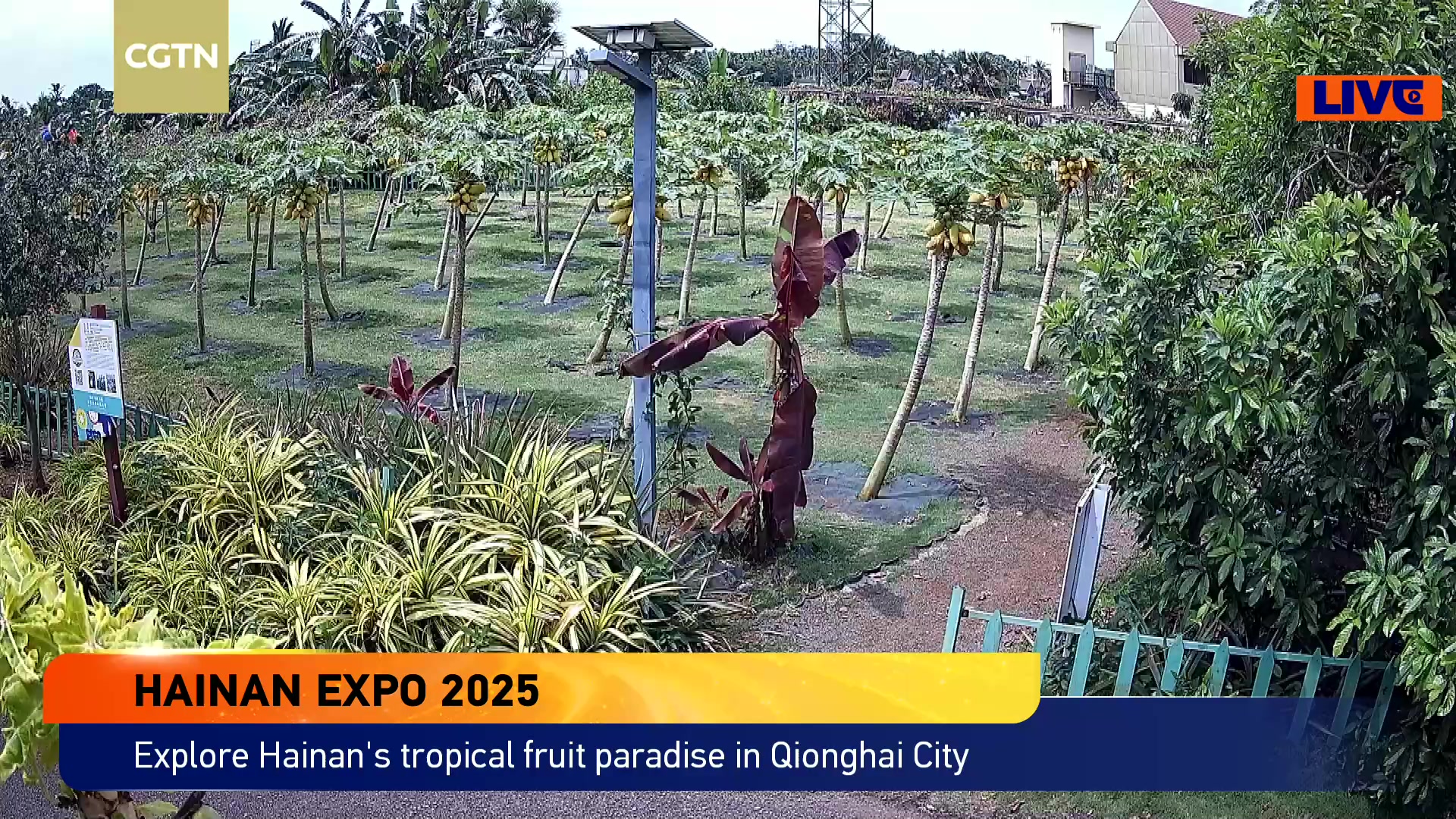 Live: Explore Hainan's tropical fruit paradise in Qionghai City – Ep