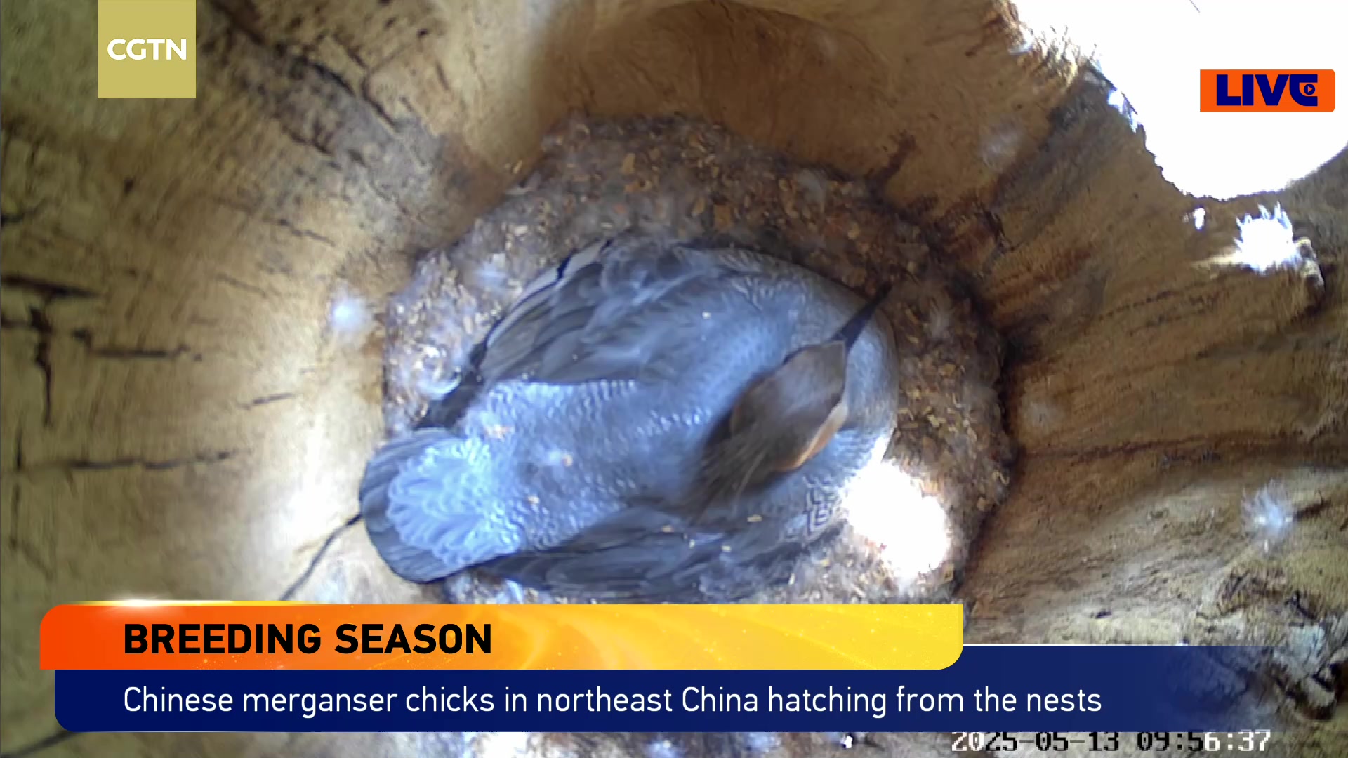 Live: Chinese merganser chicks in northeast China hatching from the nests