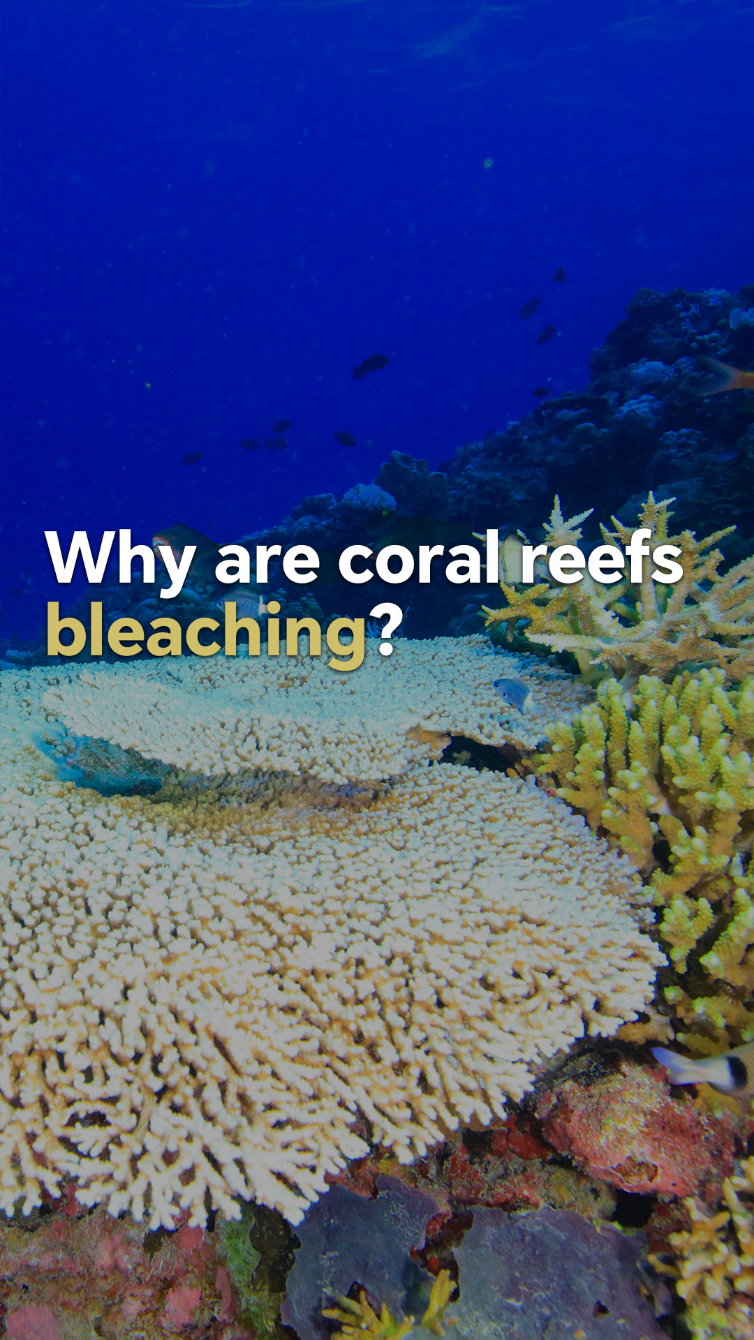 Why are coral reefs bleaching?