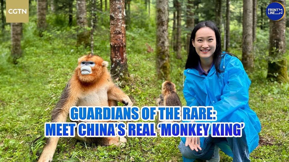 Guardians of the Rare: Meet China's real 'Monkey King'