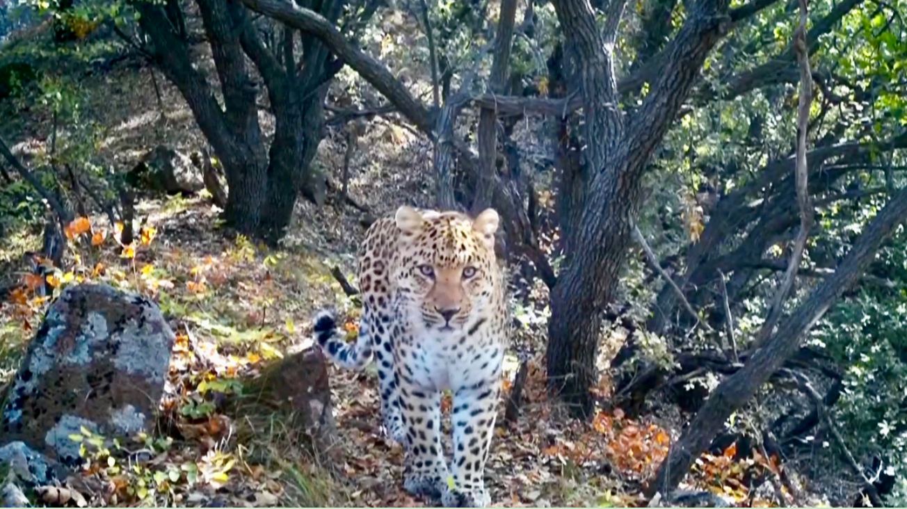 'Big cat' spotted: Infrared cameras capture rare wildlife in N China