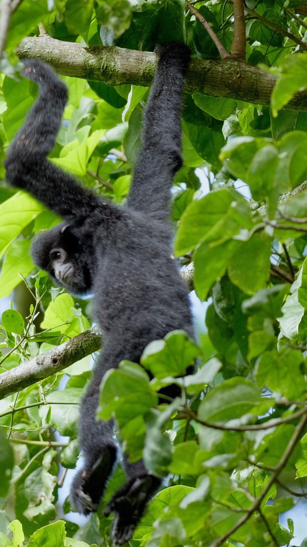 Once on the brink of extinction, the Hainan Gibbon is now the world's ...