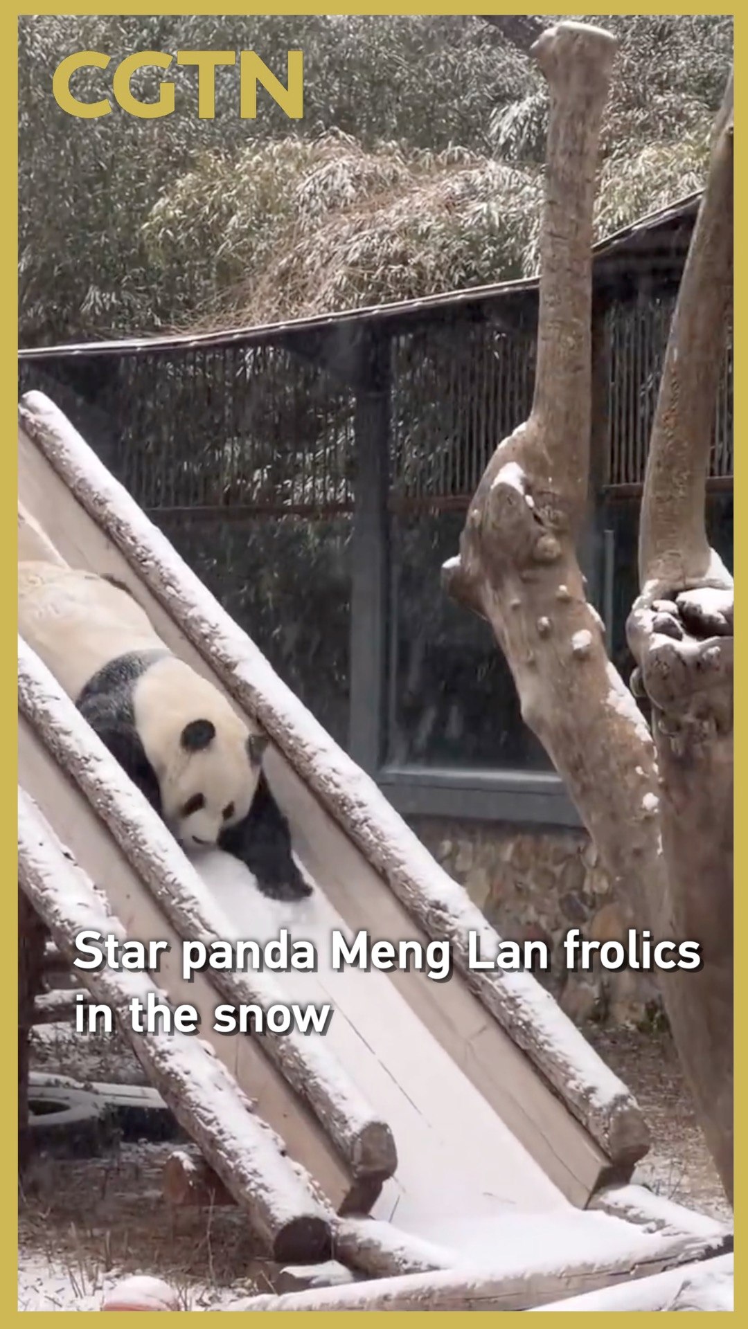 Star panda Meng Lan is having the most fun in Beijing's first snow of ...