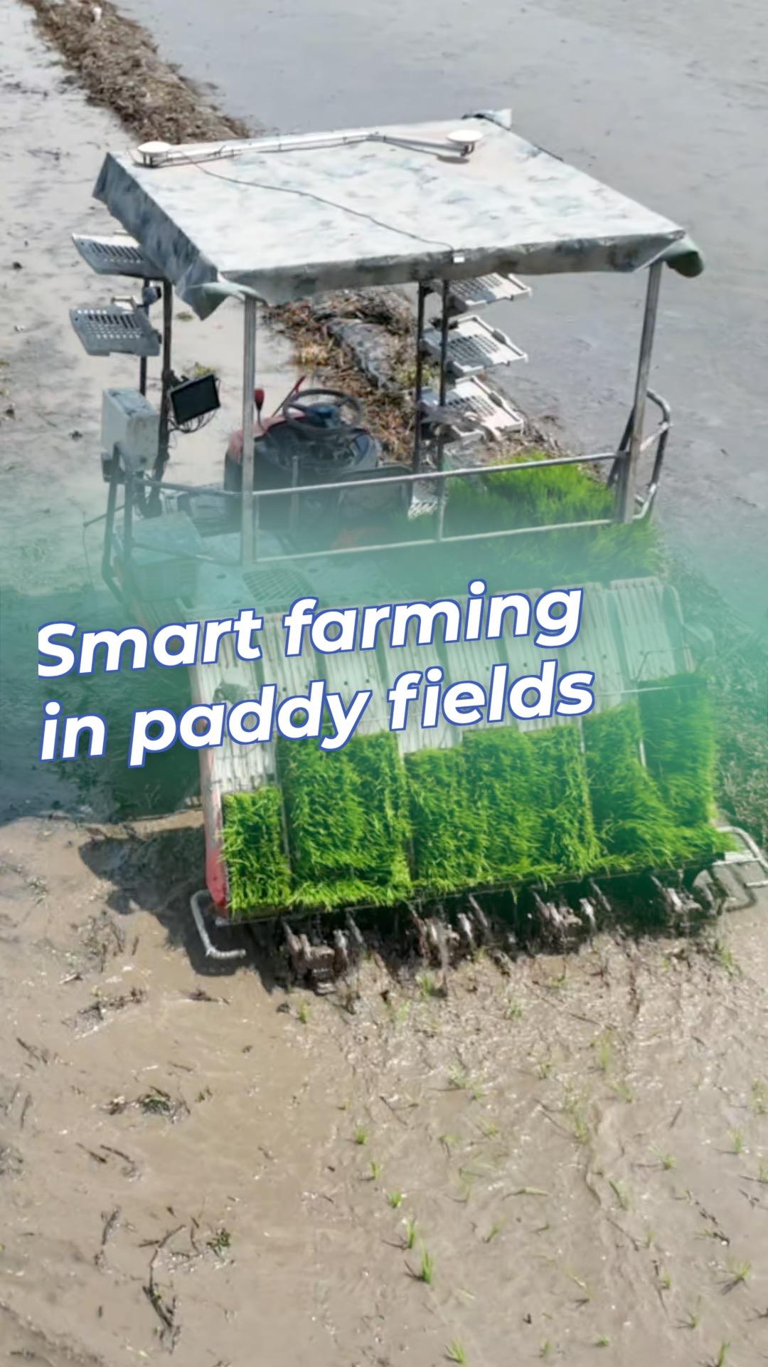 Unmanned rice transplanters assist farming in China
