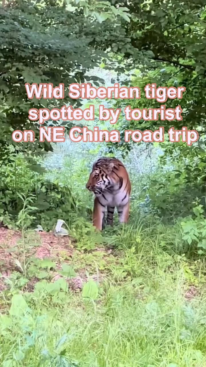 Wild Siberian tiger spotted by tourist on NE China road trip