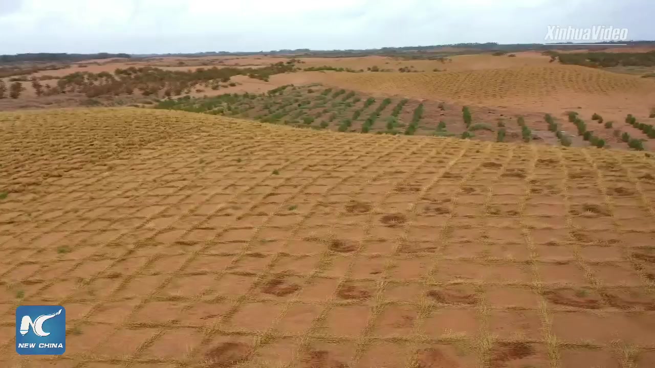 China shares anti-desertification experience with Arab countries