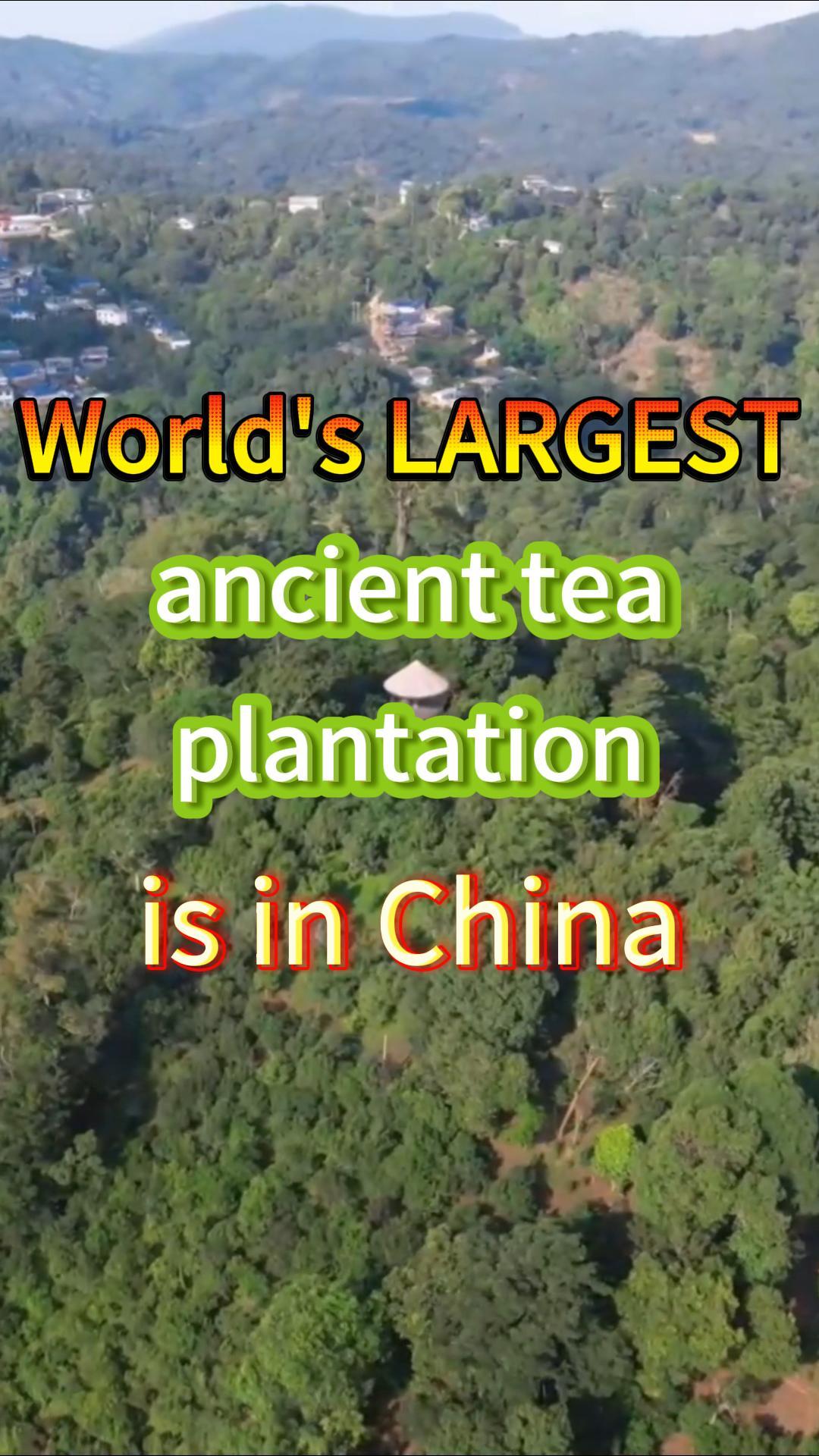 China sets Guinness World Record for largest ancient tea plantation