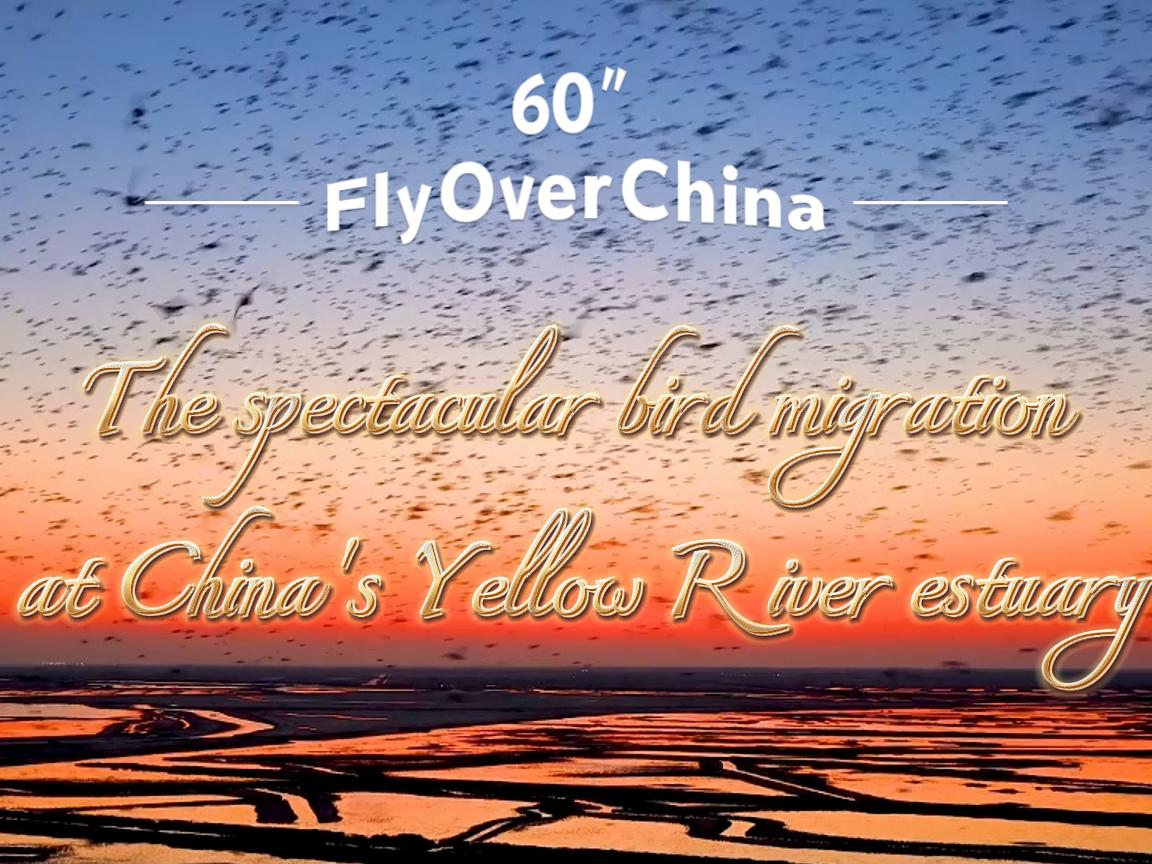 60"FlyOverChina | The spectacular bird migration at China's Yellow ...