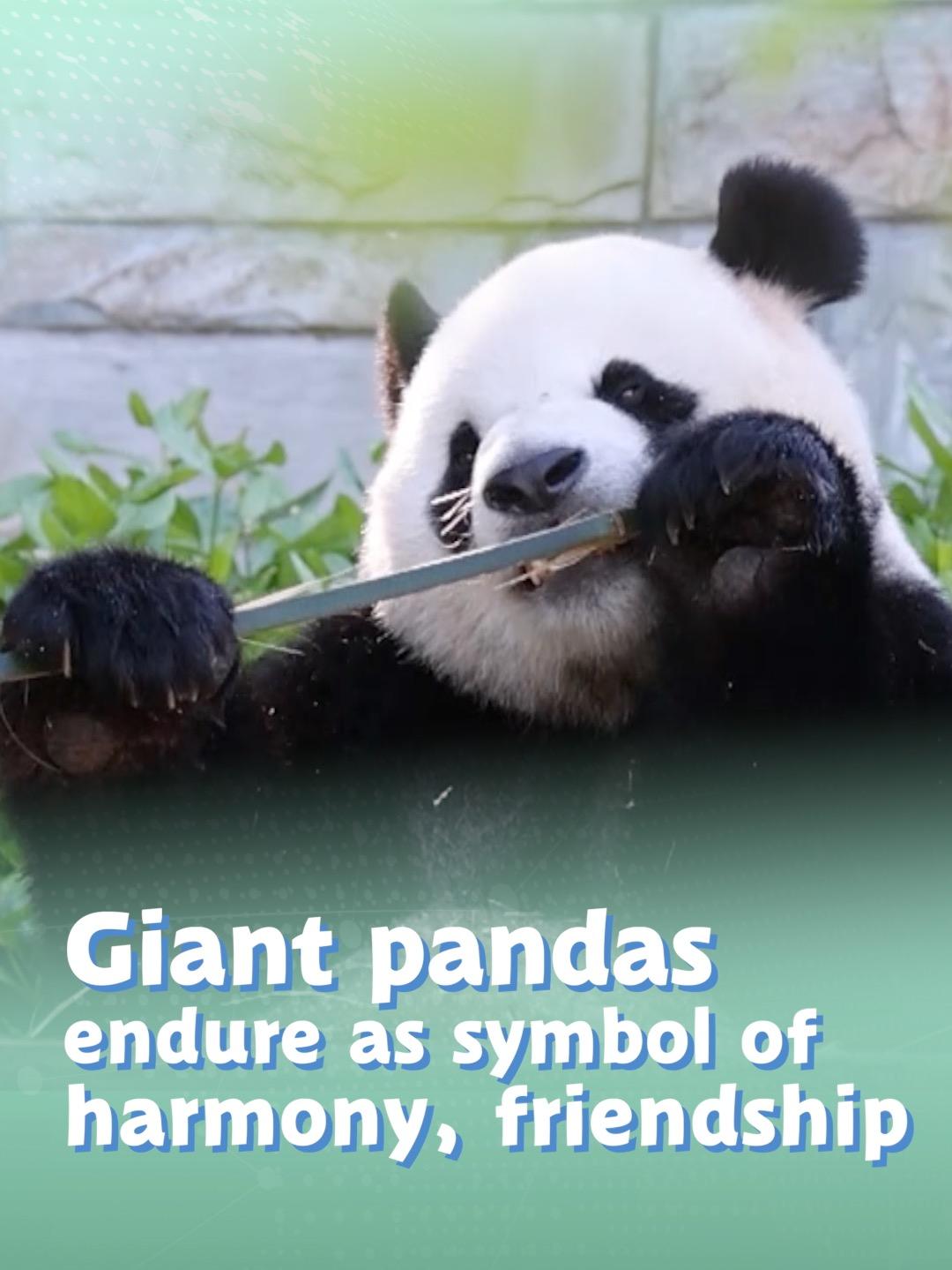 Giant pandas endure as symbol of harmony, friendship