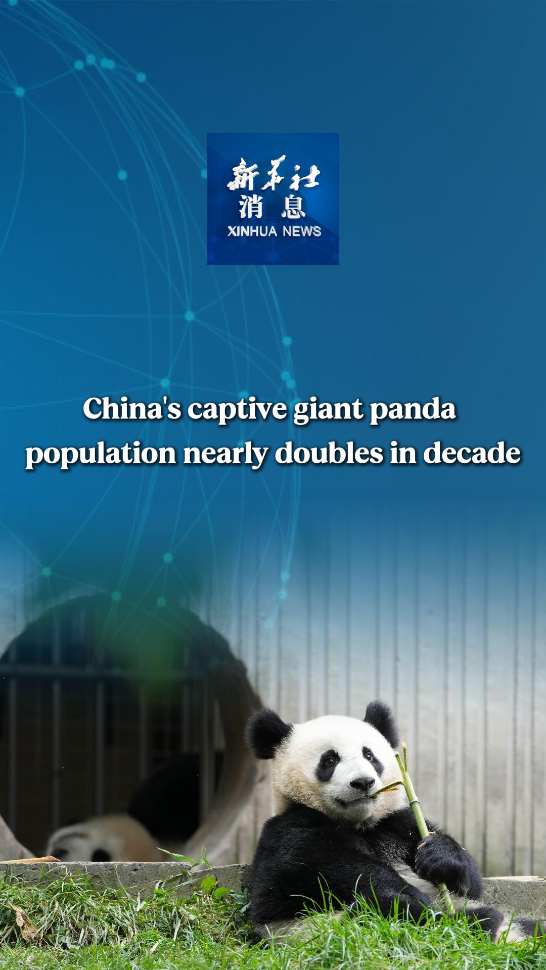 Xinhua News | China's captive giant panda population nearly doubles in ...