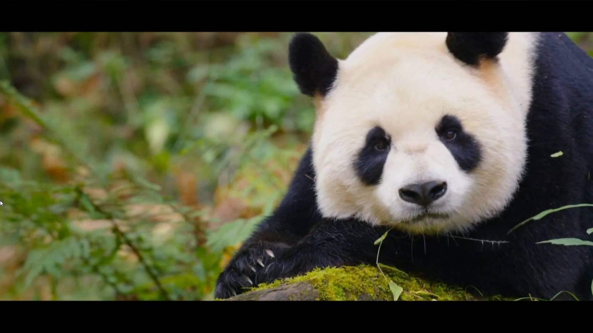 GLOBALink | China's national park boosts panda population, biodiversity